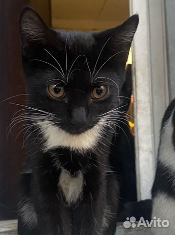 Котята машьчики и девочки