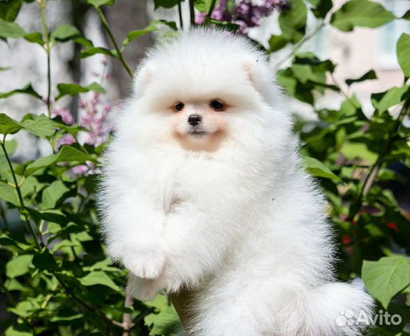 Мальчик айс крем