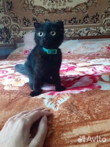 Черный котенок