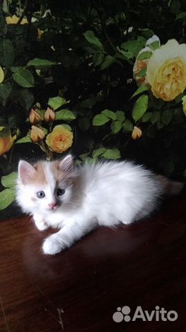 Котята пушистые домашние