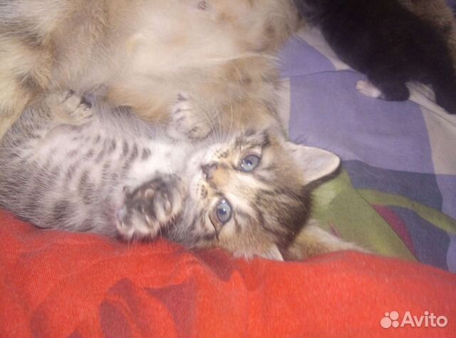 Котята домашние