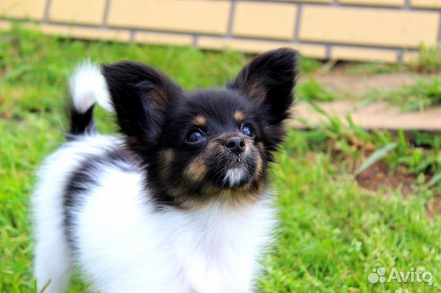 Девочка папийон