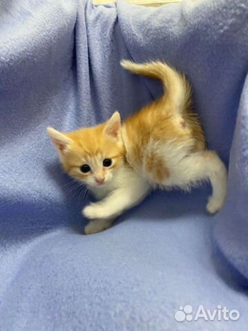 Рыжая Хулиганка ищет дом. Котенок в дар