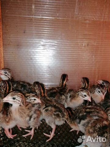 Цесарята бройлерные серокрапчатые Франция