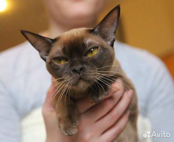 Бурманская кошка