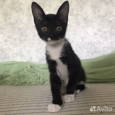 Сладкий пирожочек ищет дом