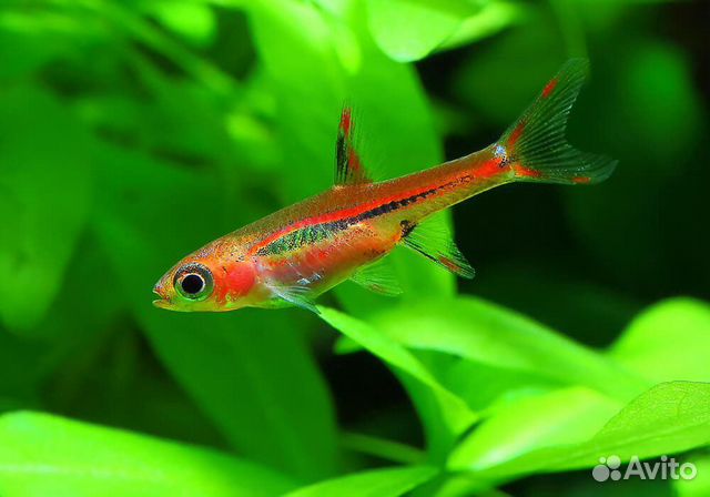 Расбора бригитты