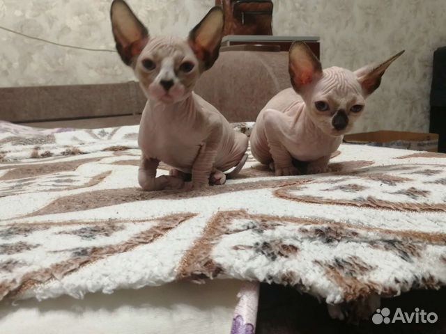 Домашние животные кошки