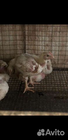 Цыплята бройлер подросшие 21 день