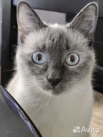 Тайская кошка