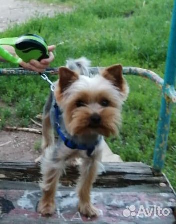 Йоркширский терьер вязка