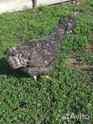 Куры молодки