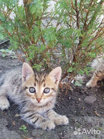 Котик в добрые руки