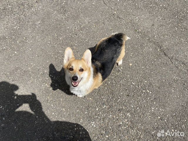 Отдам бесплатно корги