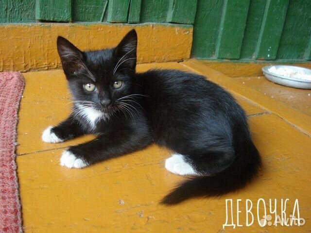 Чернушка в носочках в добрые руки