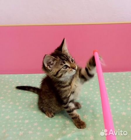 Котёнок-девочка. Здоровая, ласковая. Привитая