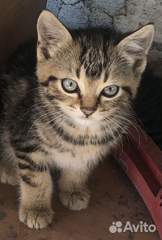 Котенок в добрые руки