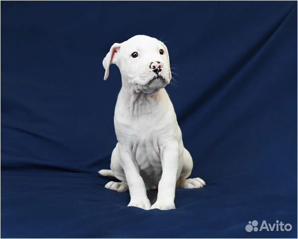 Амстафф детки