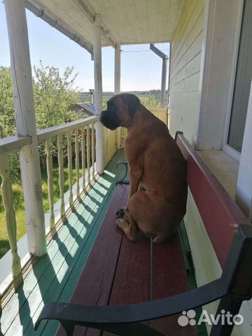 Потерялась собака