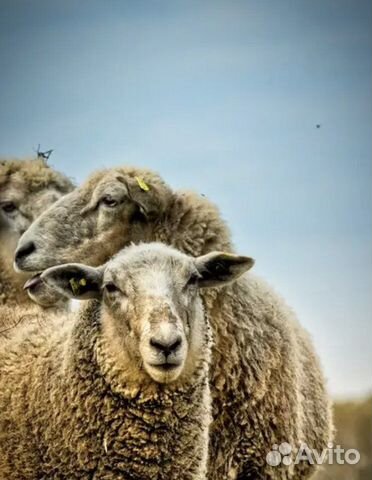 Овцы бараны ягнята оптом