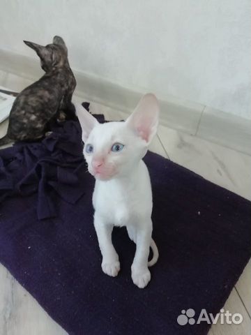 Котята корниш-рекс