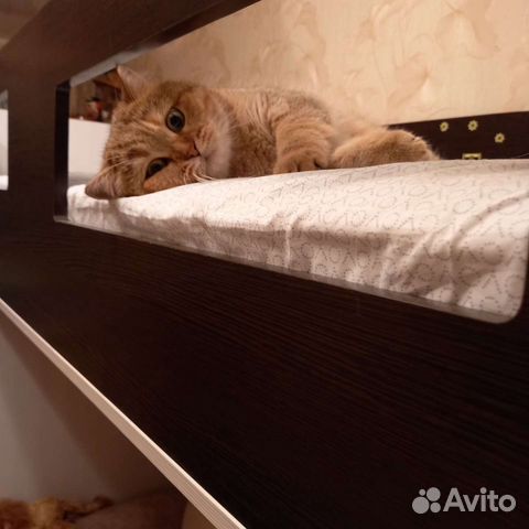 Очаровательный котик