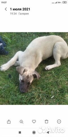 Щеночки 3 4мес.вырастут некрупными