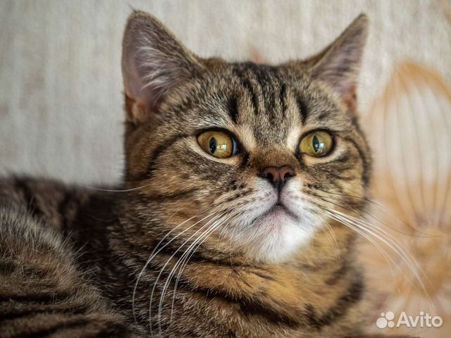 Шотландская кошка