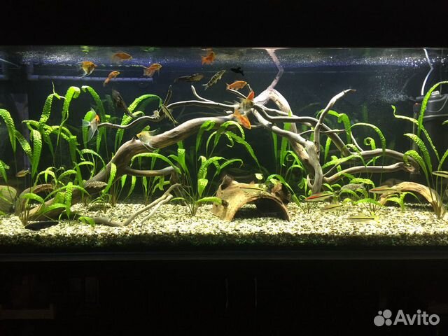 Аквариум 450 л с тумбой