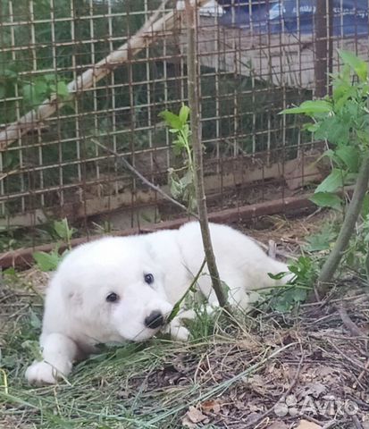 Щенок алабая.Туркменские крови