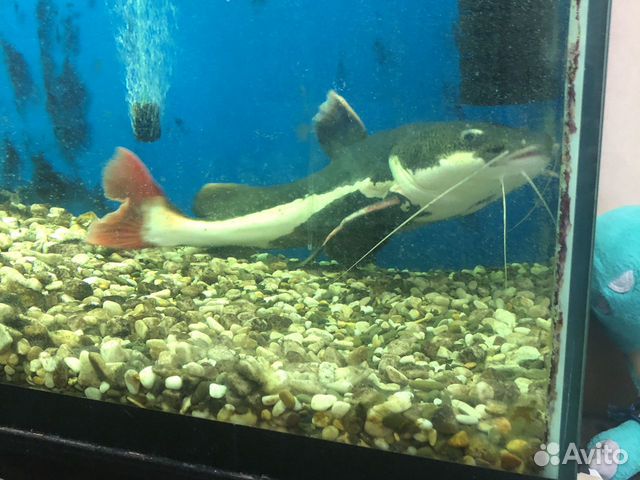 Краснохвостый сом