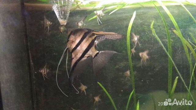 Скалярии Рио нанай, перуанский альтум