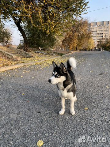 Вязка Аляскинский кли кай