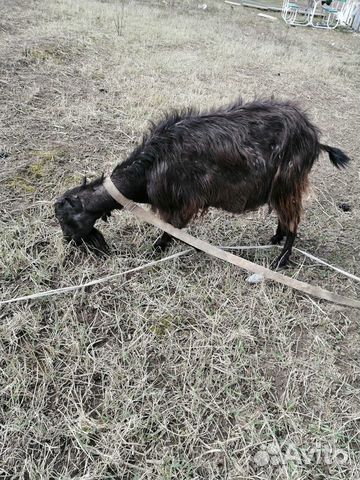 Коза, козел