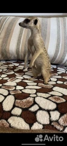 Продам щенка суриката