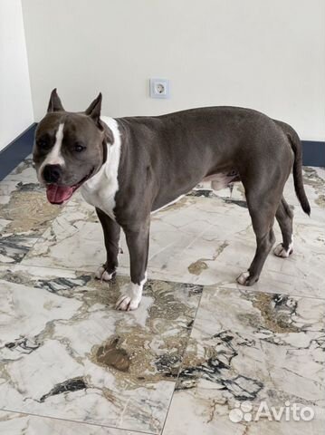 Вязка амстафа