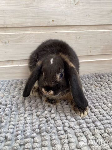 Кролик карликовый
