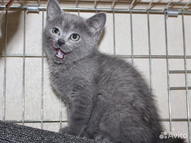 Котенок девочка бесплатно