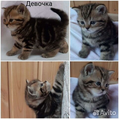 Шотландские мраморные котята