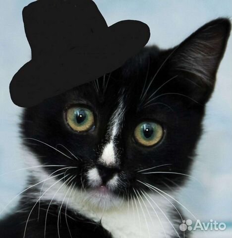 Котёнок Чарли Чаплин