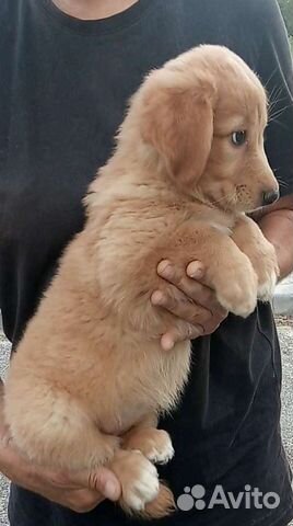 Метис в добрые руки