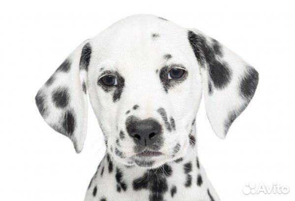 Далматинец с прививками (вет.паспорт)