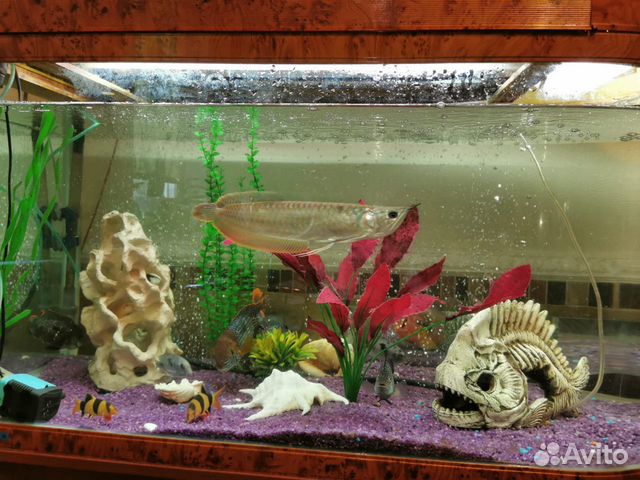 Рыбка для аквариума