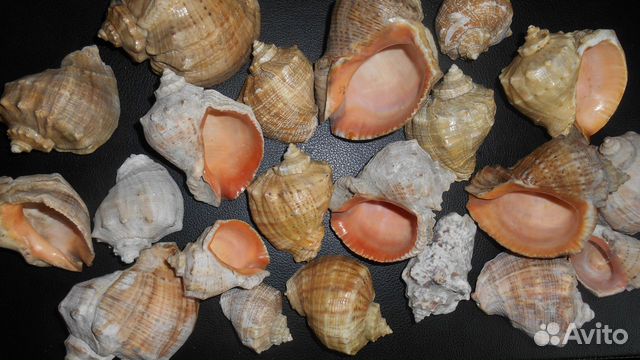 Ракушки морские
