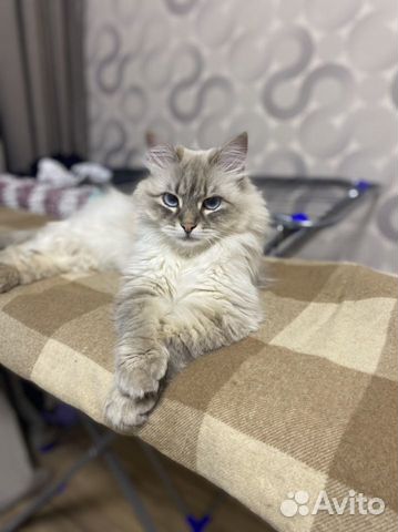 Невская маскарадная