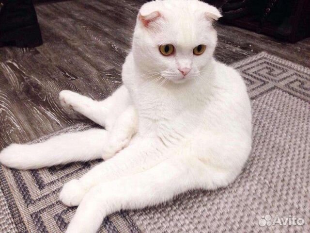 Кот