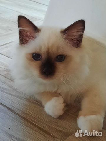 Священная бирма-кошечка