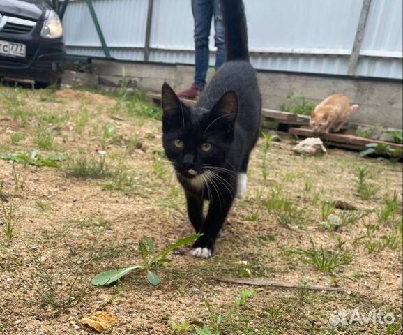 Отдам котят в добрые руки