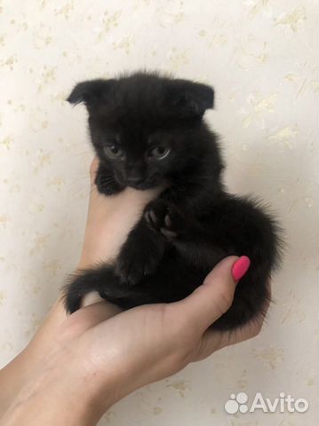 Кошечка вислоухая