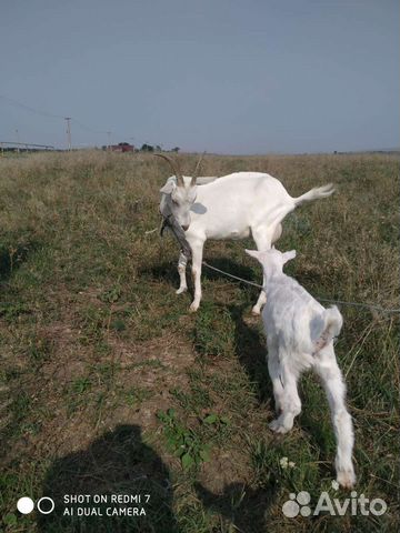 Продаётся Коза первым отелом без корма даёт 1,5 ли